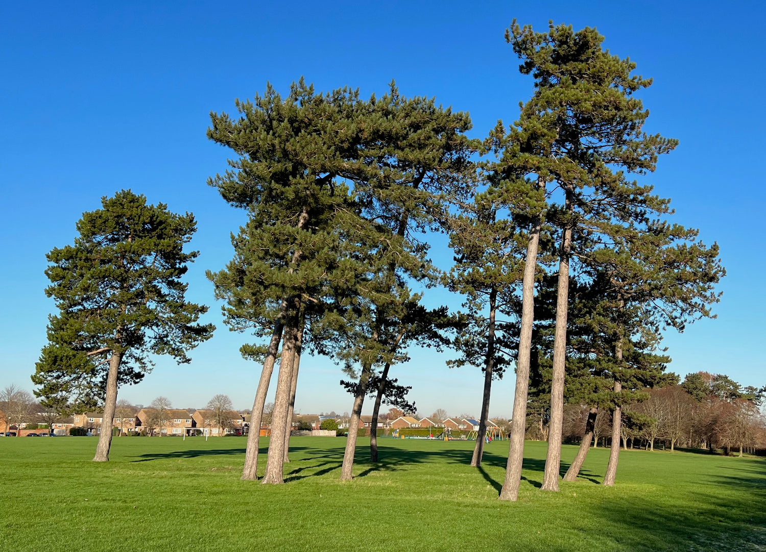 Collections – Superlative Trees