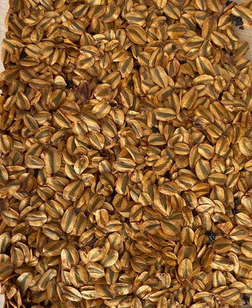 Growing Giant Sequoia from seed – Superlative Trees