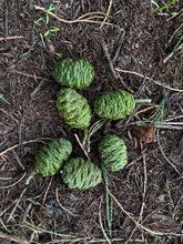 Growing Giant Sequoia from seed – Superlative Trees