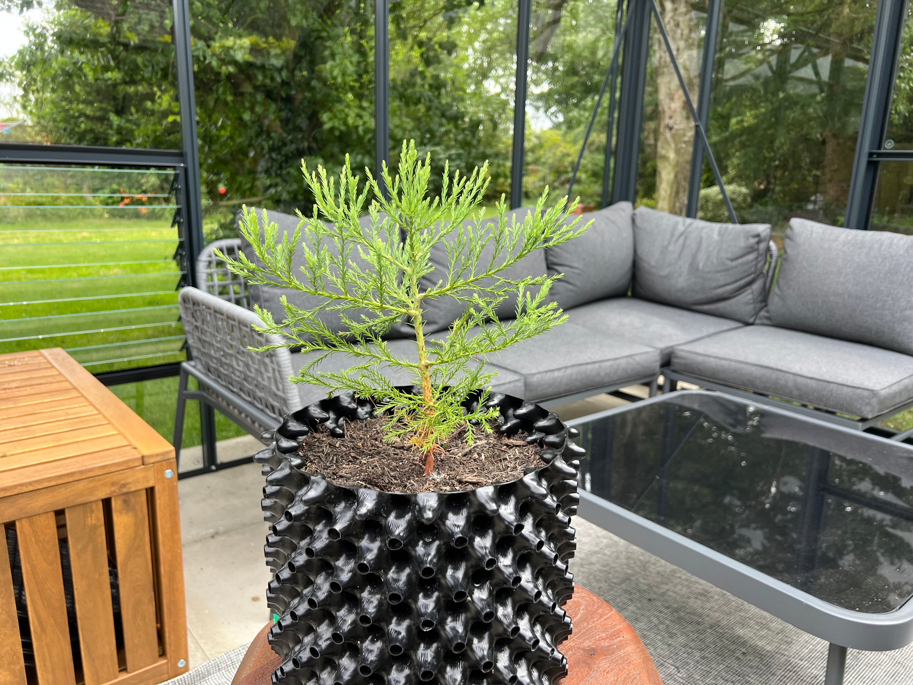 Saplings for Sale – Superlative Trees