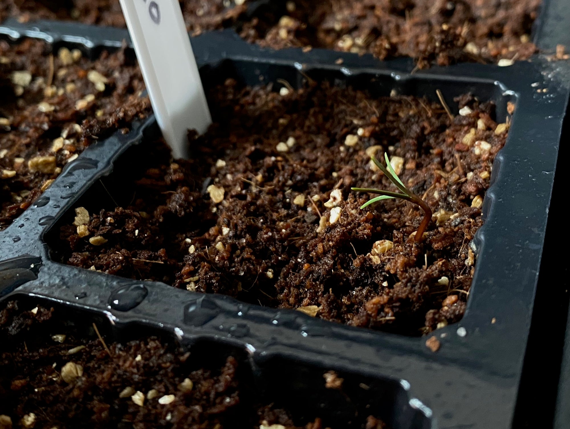 Growing Giant Sequoia from seed – Superlative Trees