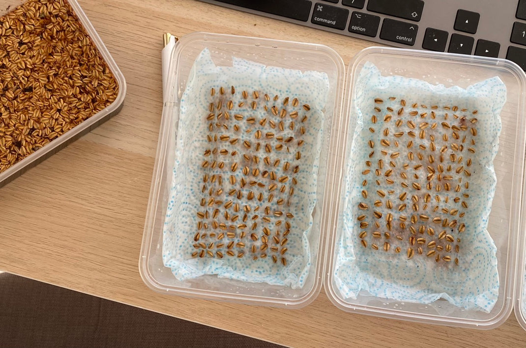 Growing Giant Sequoia from seed – Superlative Trees