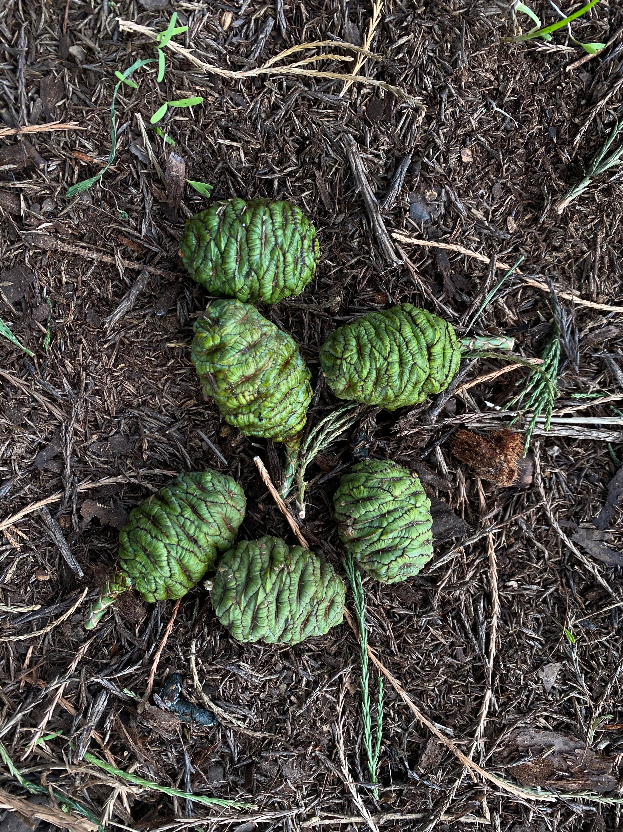 Growing Giant Sequoia from seed – Superlative Trees