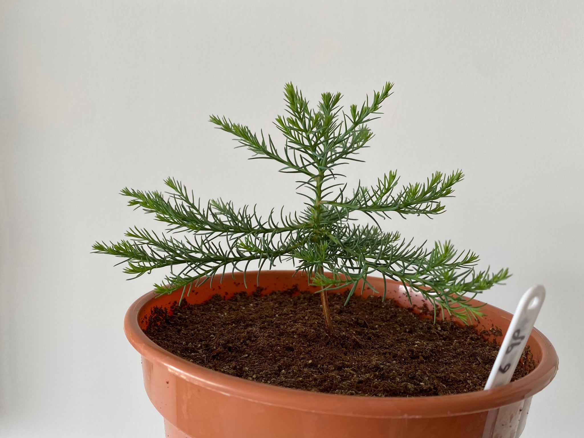 Growing Giant Sequoia from seed – Superlative Trees